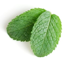 Mint Essential Oils