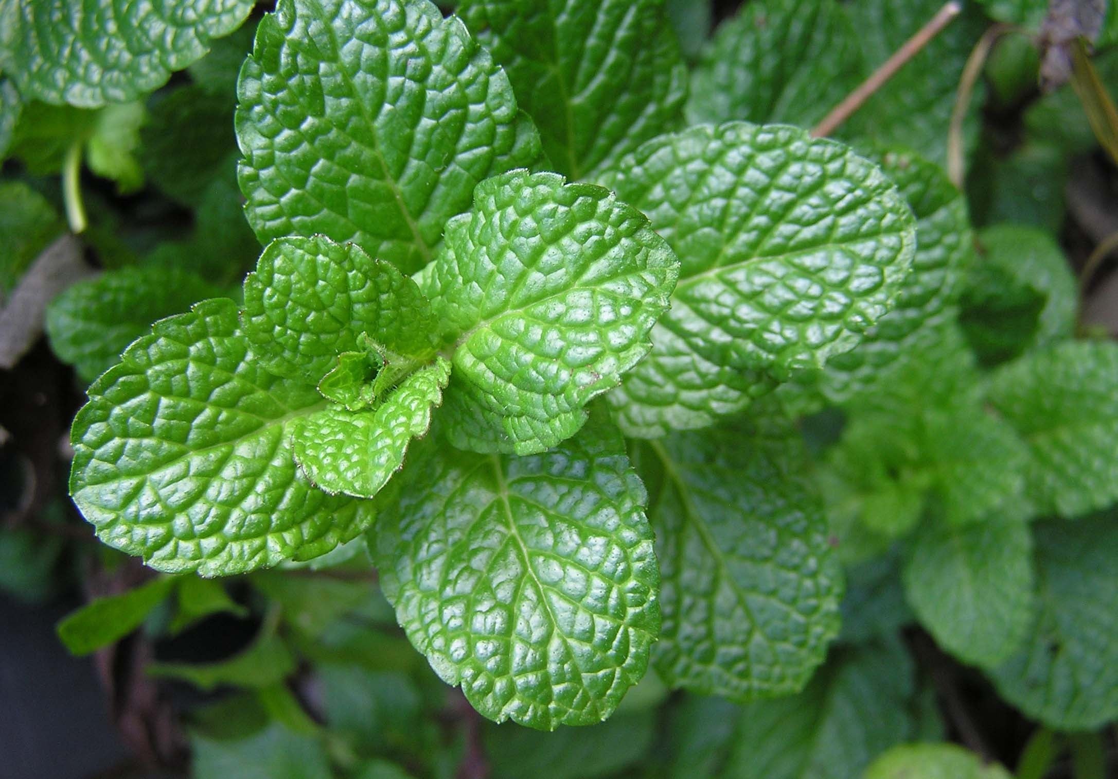 Lebermuth | Essential Oils | Fragrances | Flavors